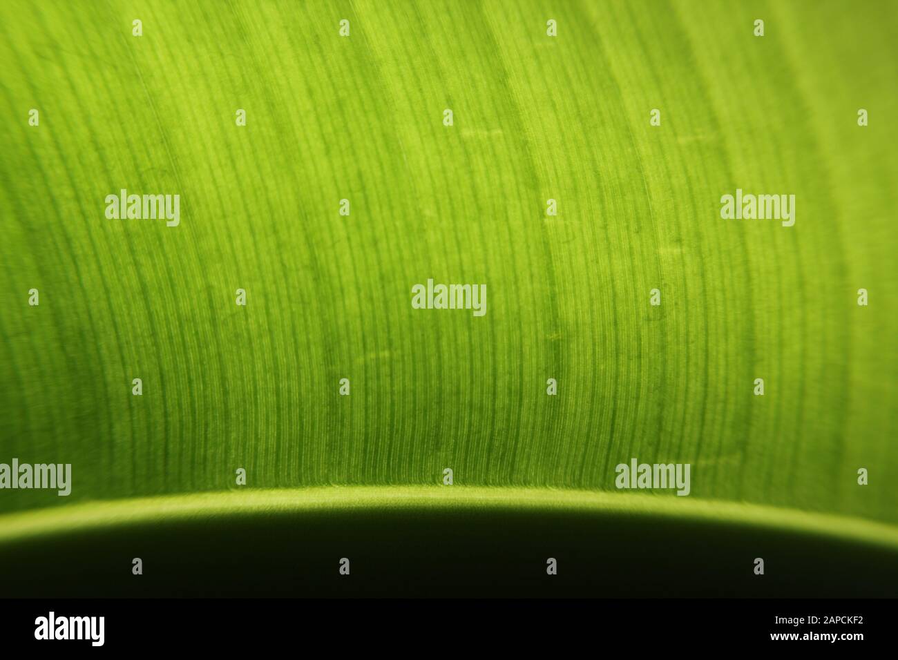 Banana tree series hi-res stock photography and images - Alamy