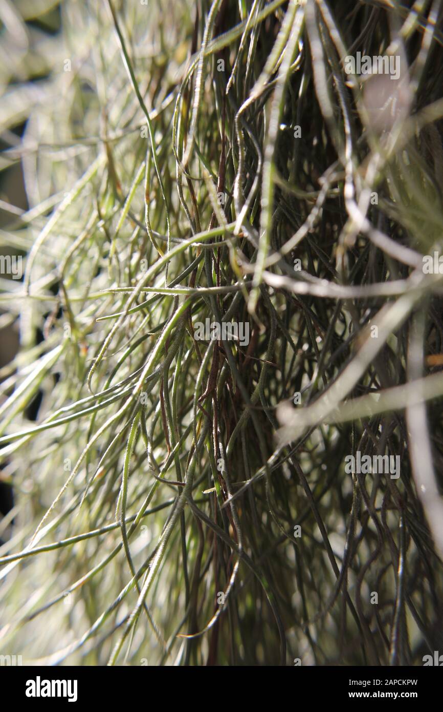 Beautiful gray stringy Spanish Moss hanging in a thick clump Stock ...