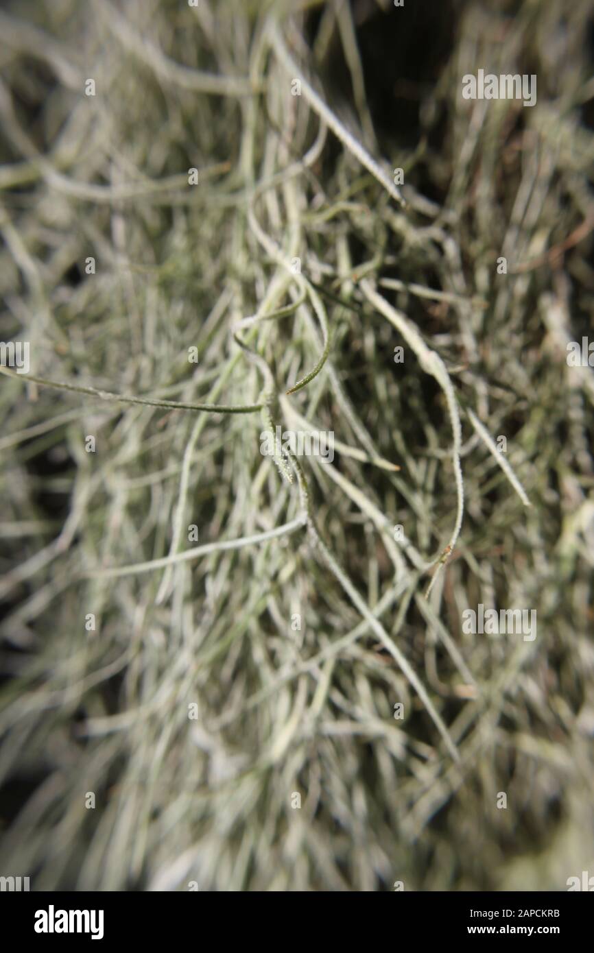 Beautiful gray stringy Spanish Moss hanging in a thick clump Stock ...