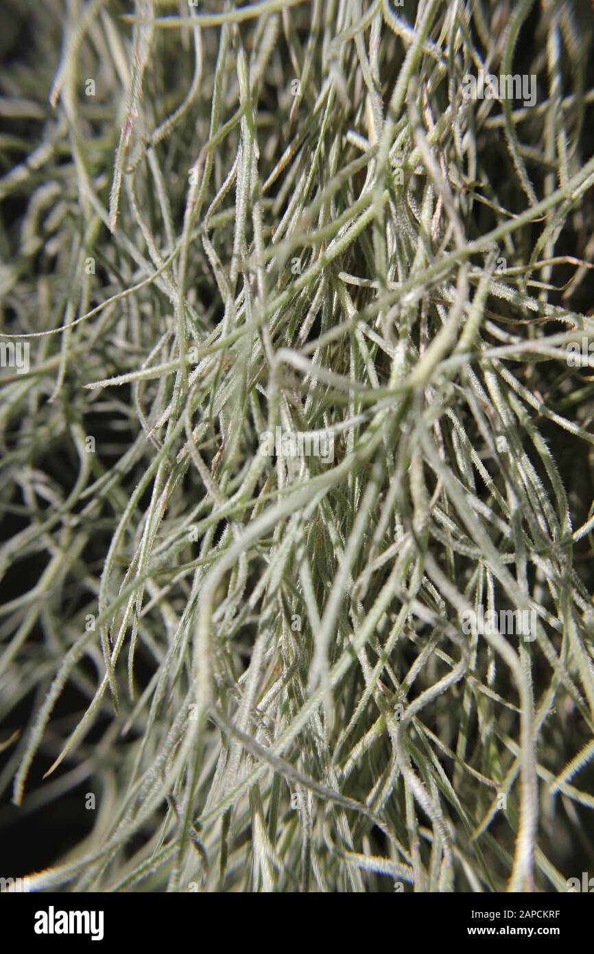 Beautiful gray stringy Spanish Moss hanging in a thick clump Stock ...
