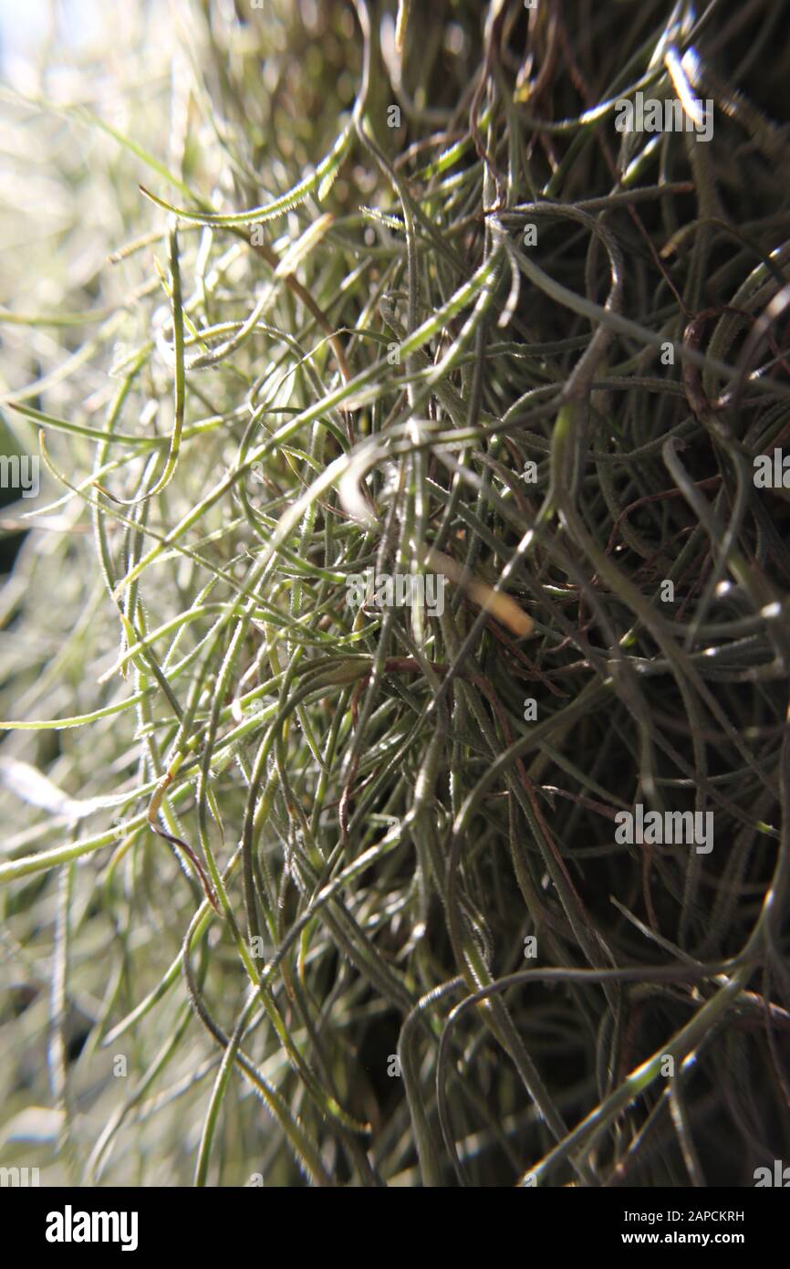 Beautiful gray stringy Spanish Moss hanging in a thick clump Stock ...