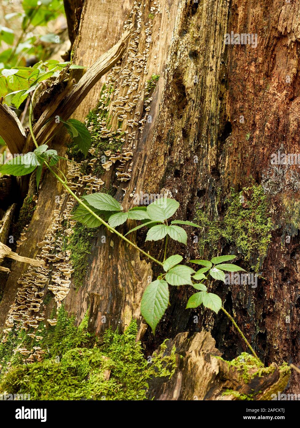 Twining branches hi-res stock photography and images - Alamy
