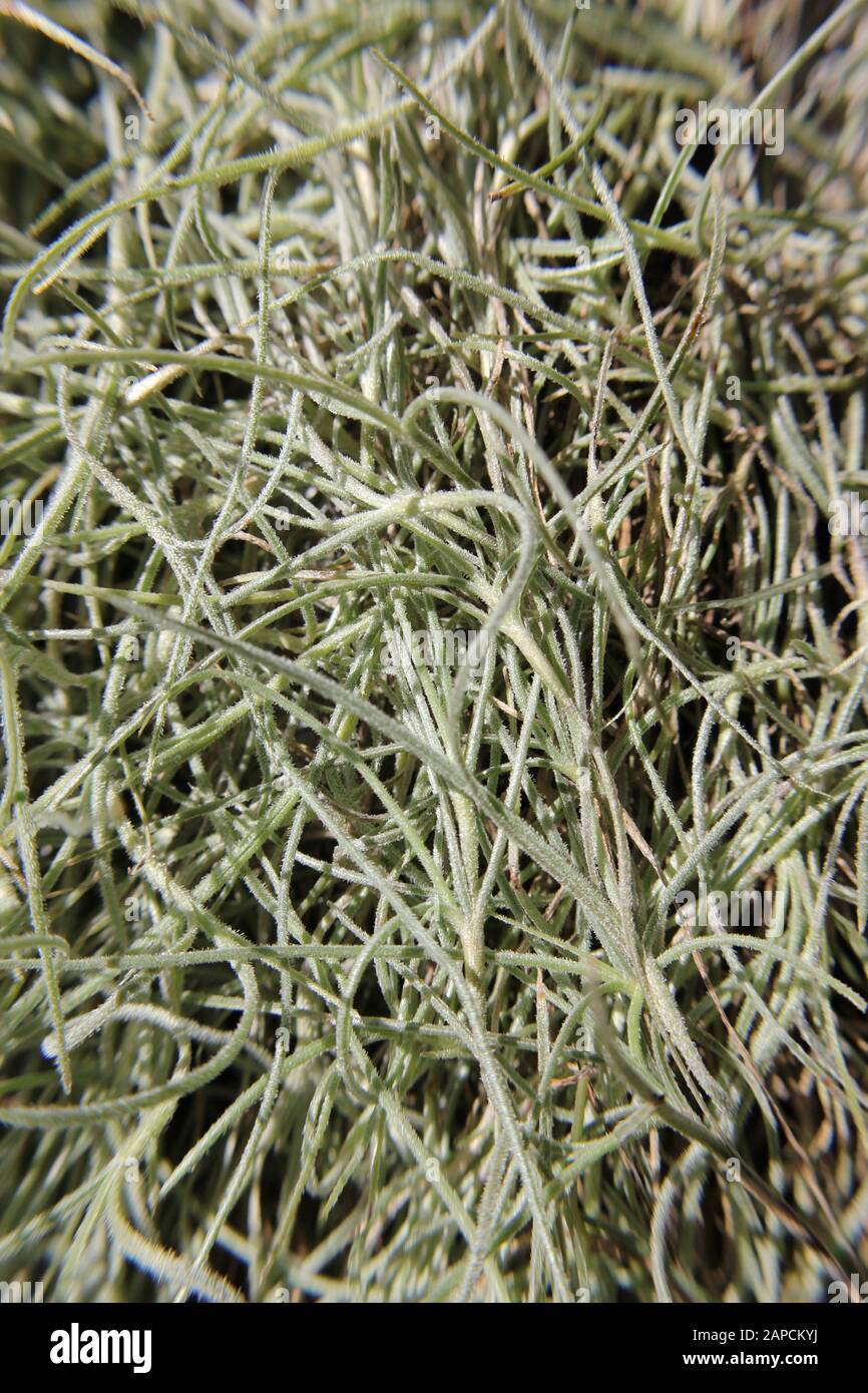 Beautiful gray stringy Spanish Moss hanging in a thick clump Stock ...