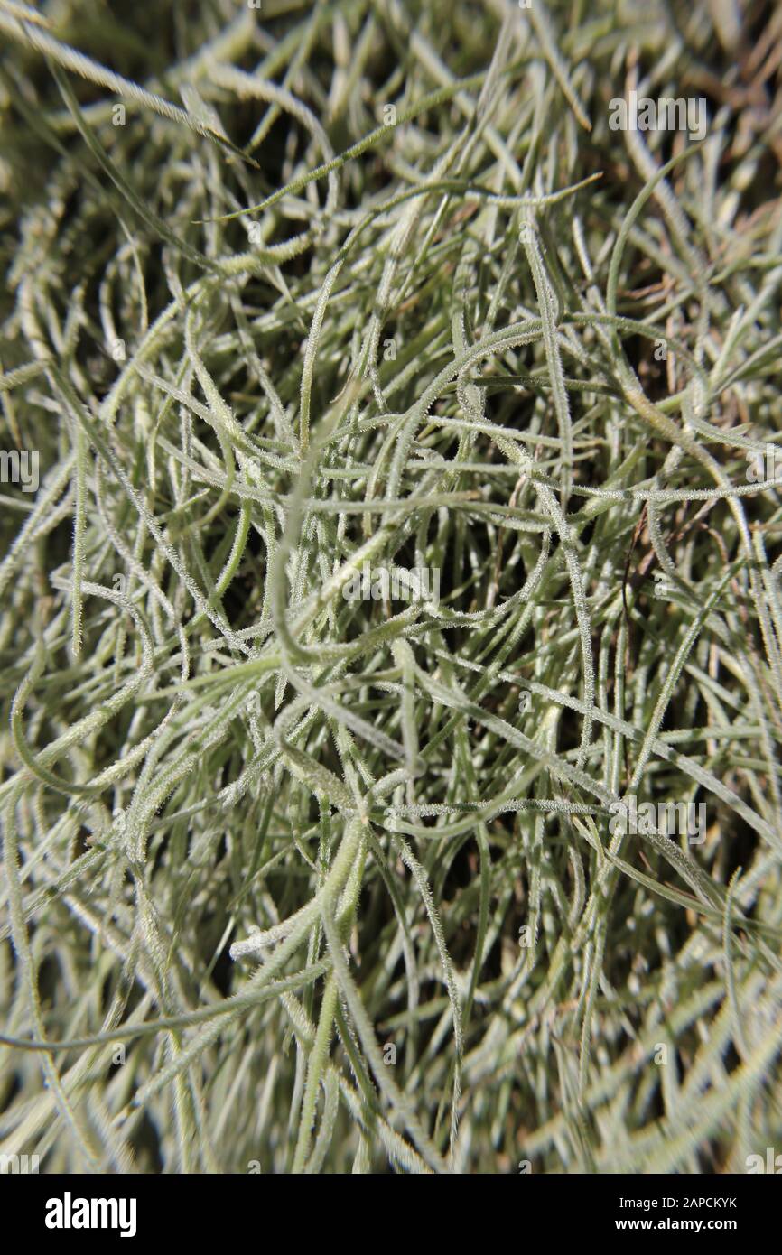 Beautiful gray stringy Spanish Moss hanging in a thick clump Stock ...