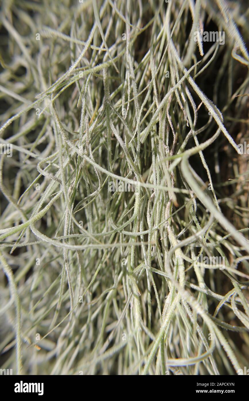 Beautiful gray stringy Spanish Moss hanging in a thick clump Stock ...