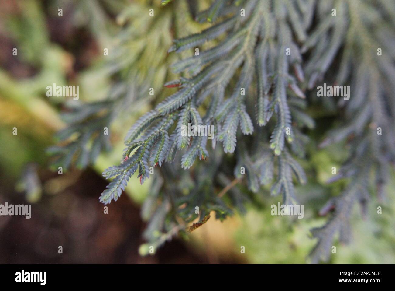 Beautiful blue Phlebodium aureum fern growing in the garden, golden ...