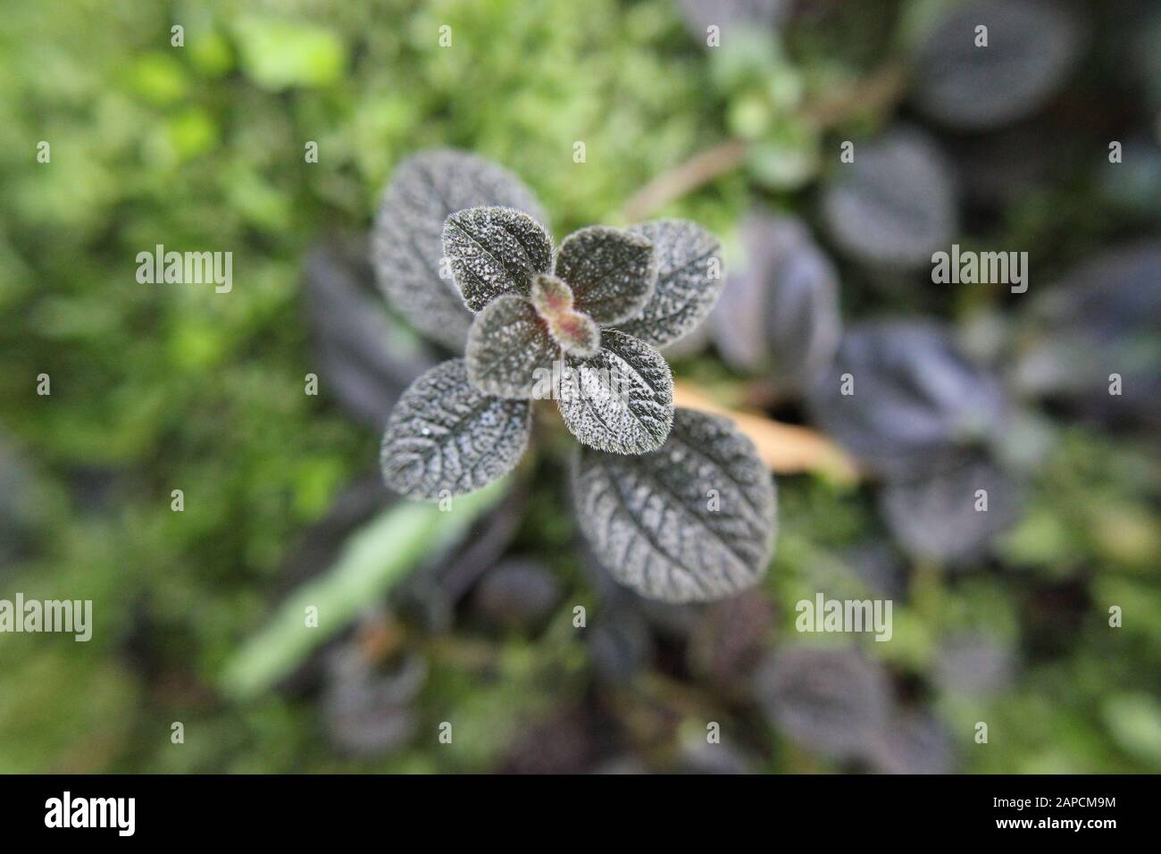 Beautiful blue Phlebodium aureum fern growing in the garden, golden ...