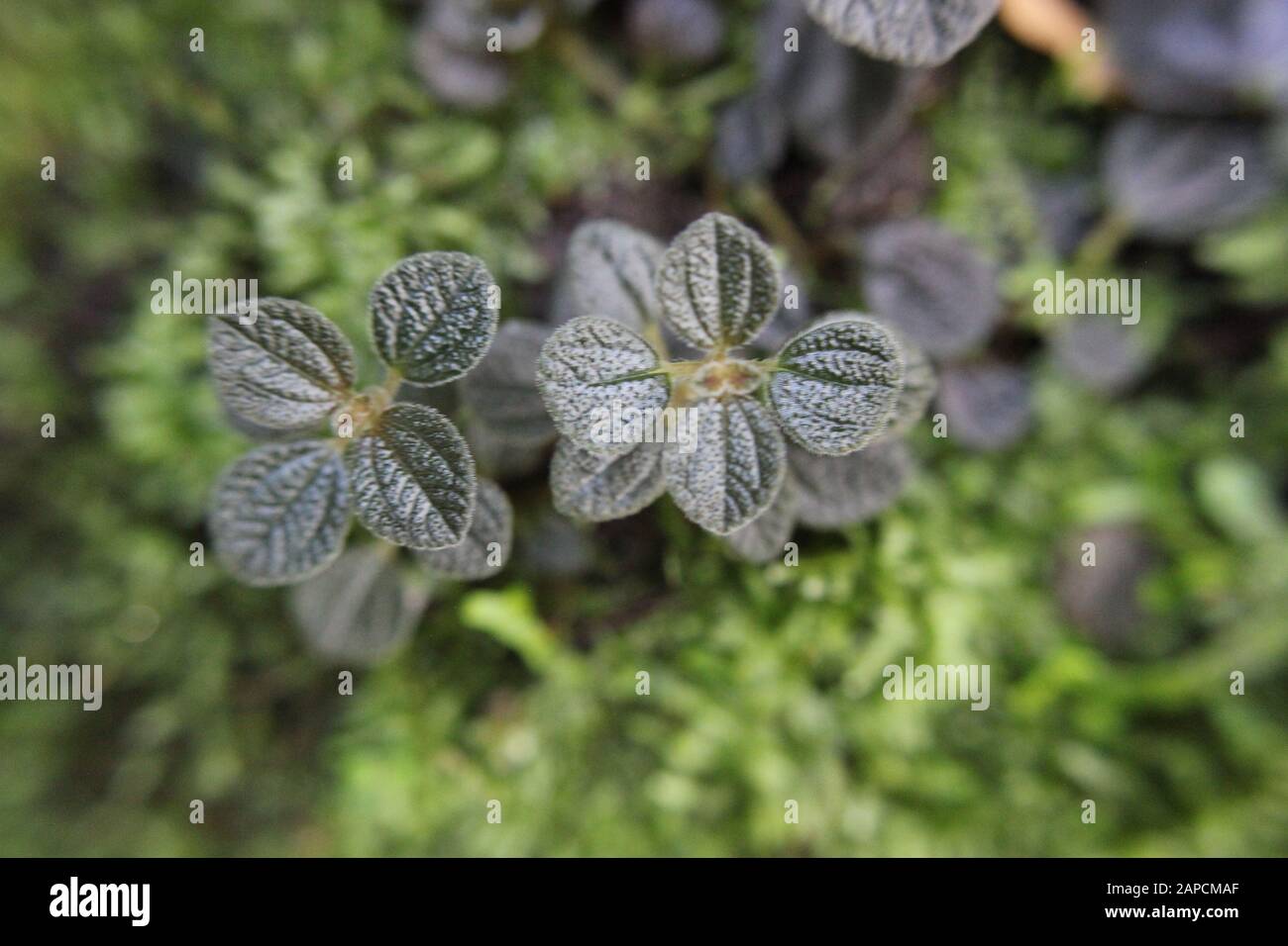 Beautiful blue Phlebodium aureum fern growing in the garden, golden ...
