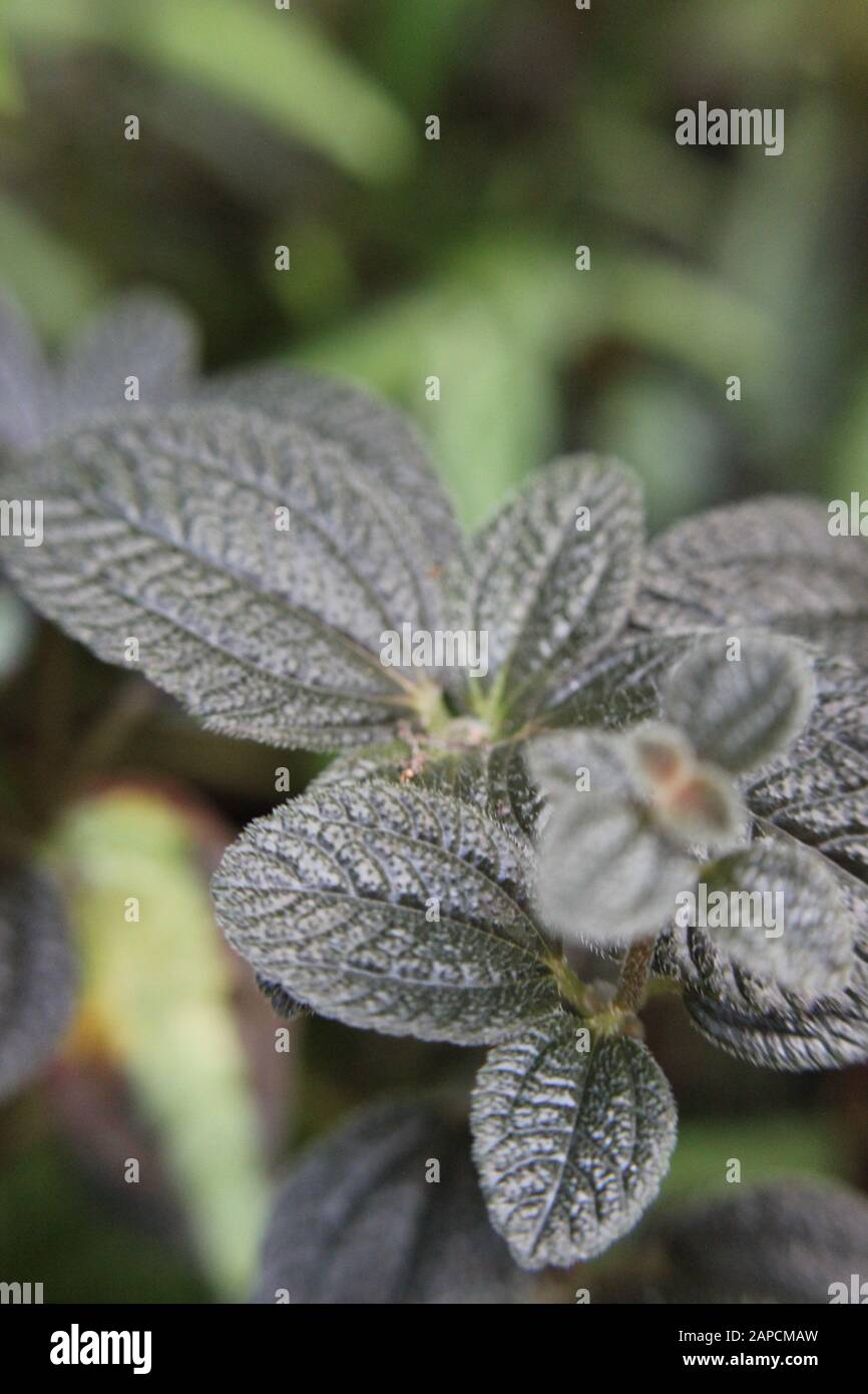 Beautiful blue Phlebodium aureum fern growing in the garden, golden ...