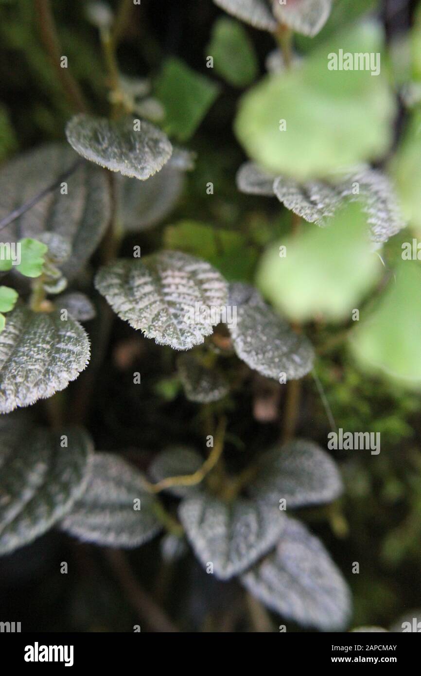 Beautiful blue Phlebodium aureum fern growing in the garden, golden ...