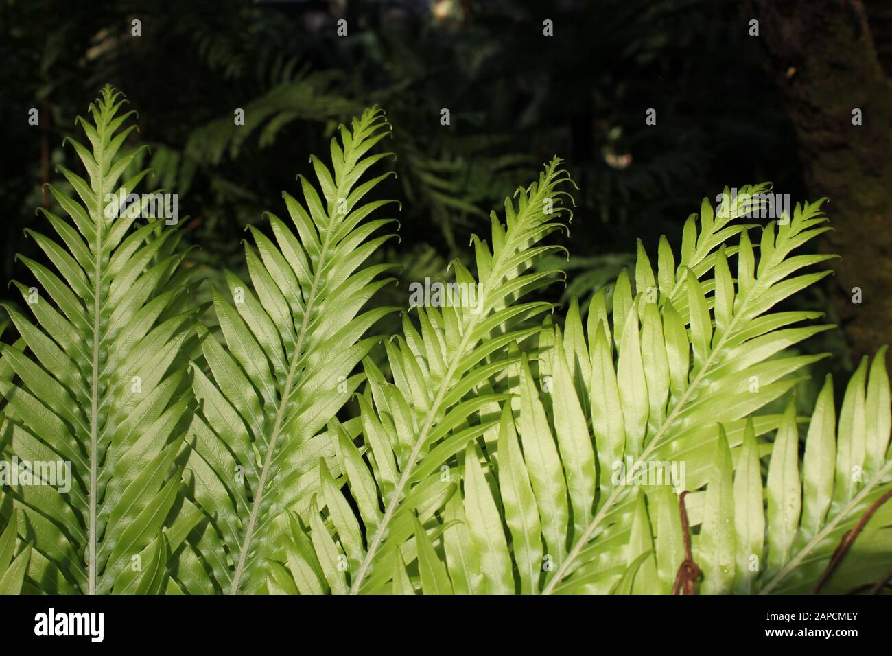 P Proliferum High Resolution Stock Photography and Images - Alamy