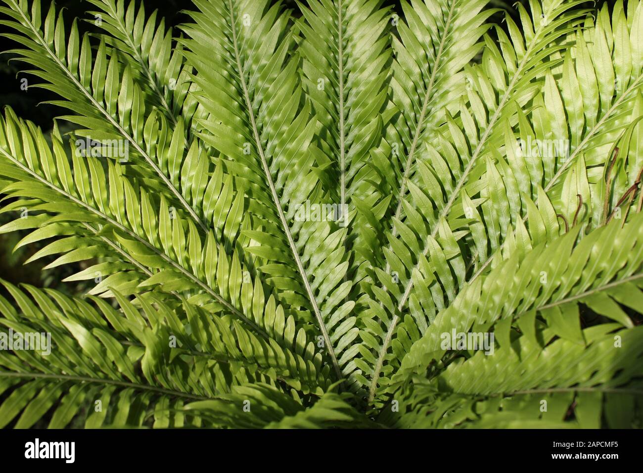 Beautiful green Mother Shield fern growing in the garden Stock Photo ...