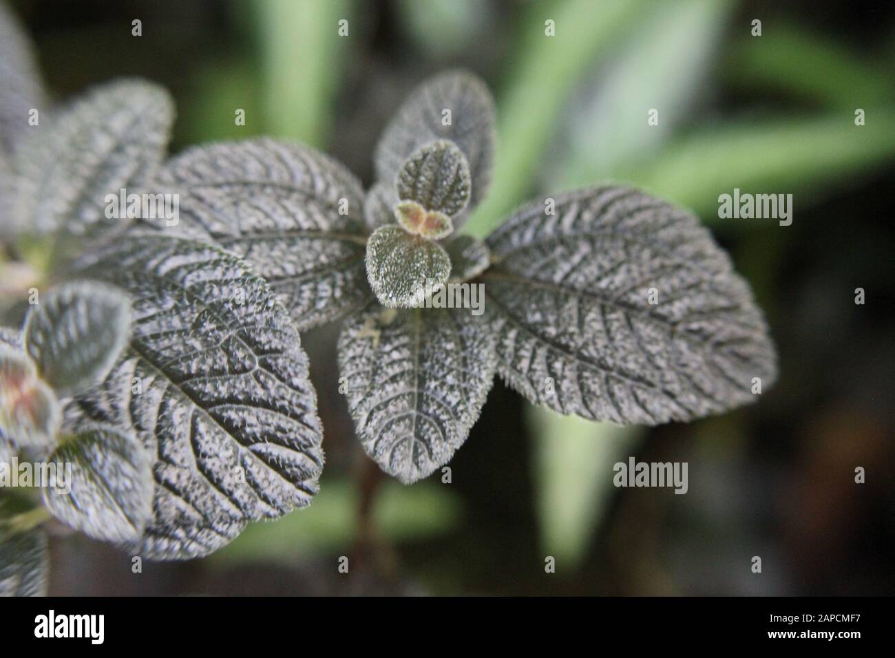 Beautiful blue Phlebodium aureum fern growing in the garden, golden ...