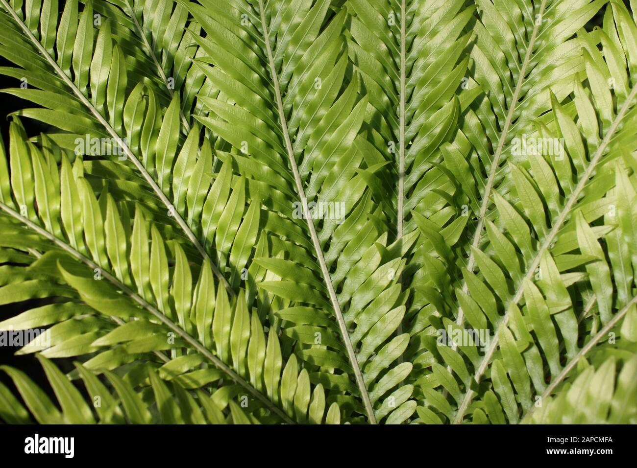 Mother shield fern hi-res stock photography and images - Alamy