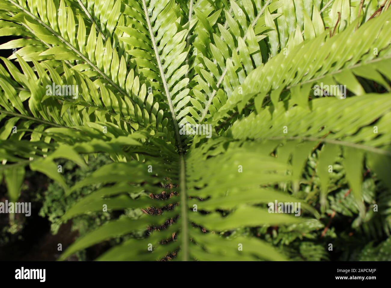 Soft Shield Fern Proliferum High Resolution Stock Photography and ...