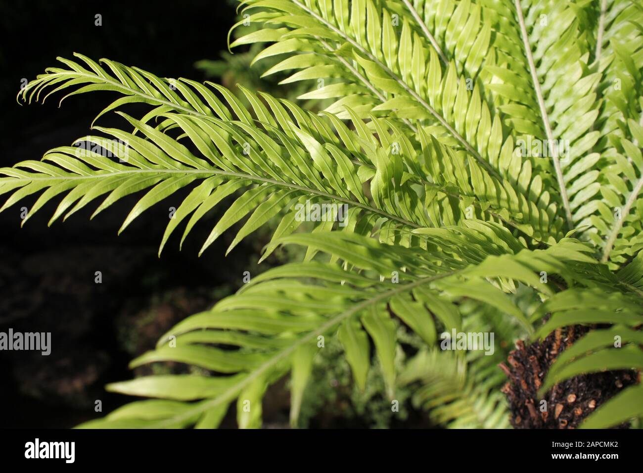 Mother shield fern hi-res stock photography and images - Alamy