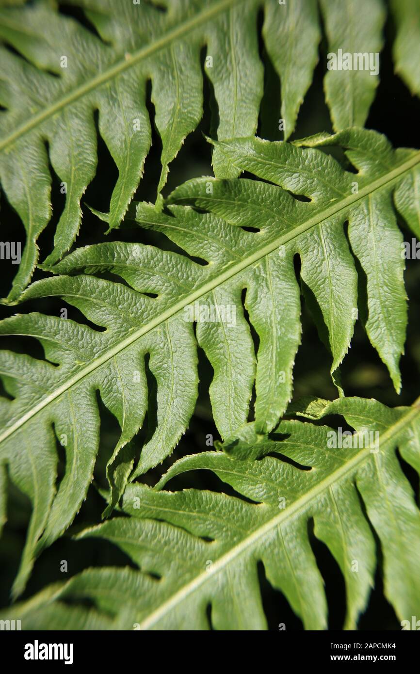 Soft shield fern proliferum hi-res stock photography and images - Alamy