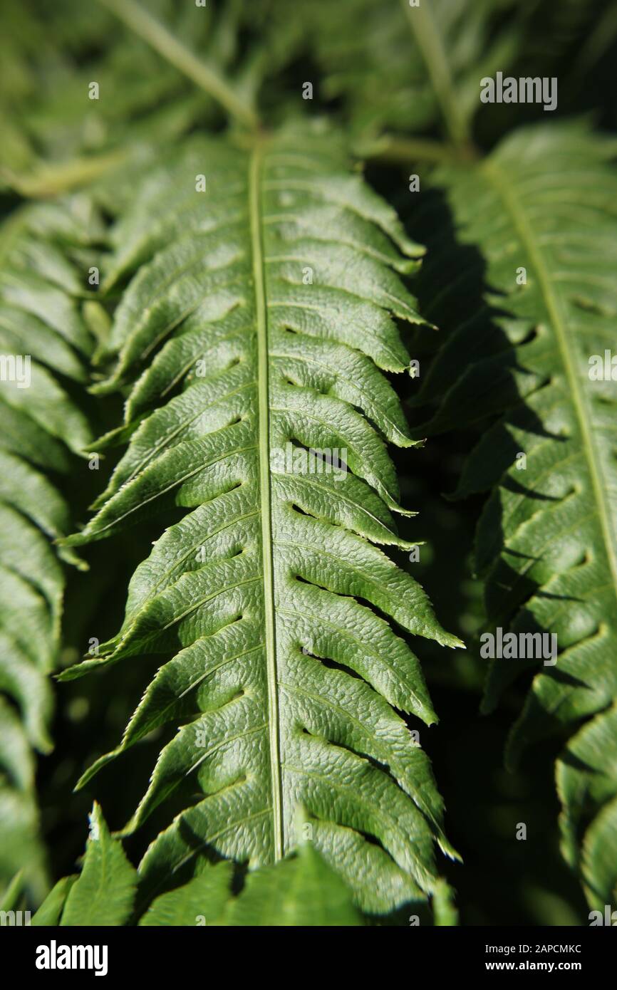 Soft shield fern proliferum hi-res stock photography and images - Alamy