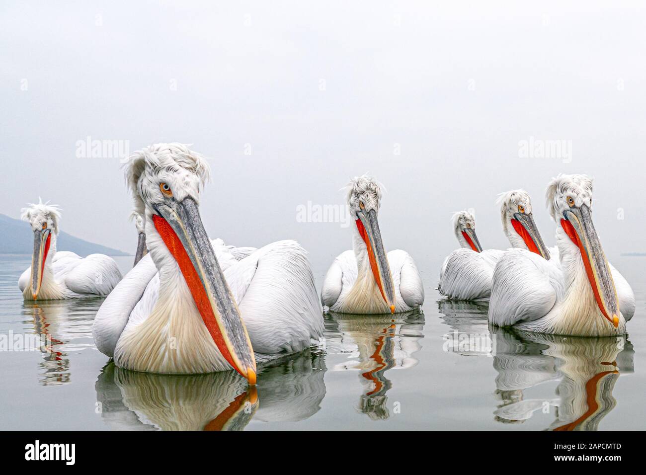 Group dalmatian pelican hi-res stock photography and images - Alamy