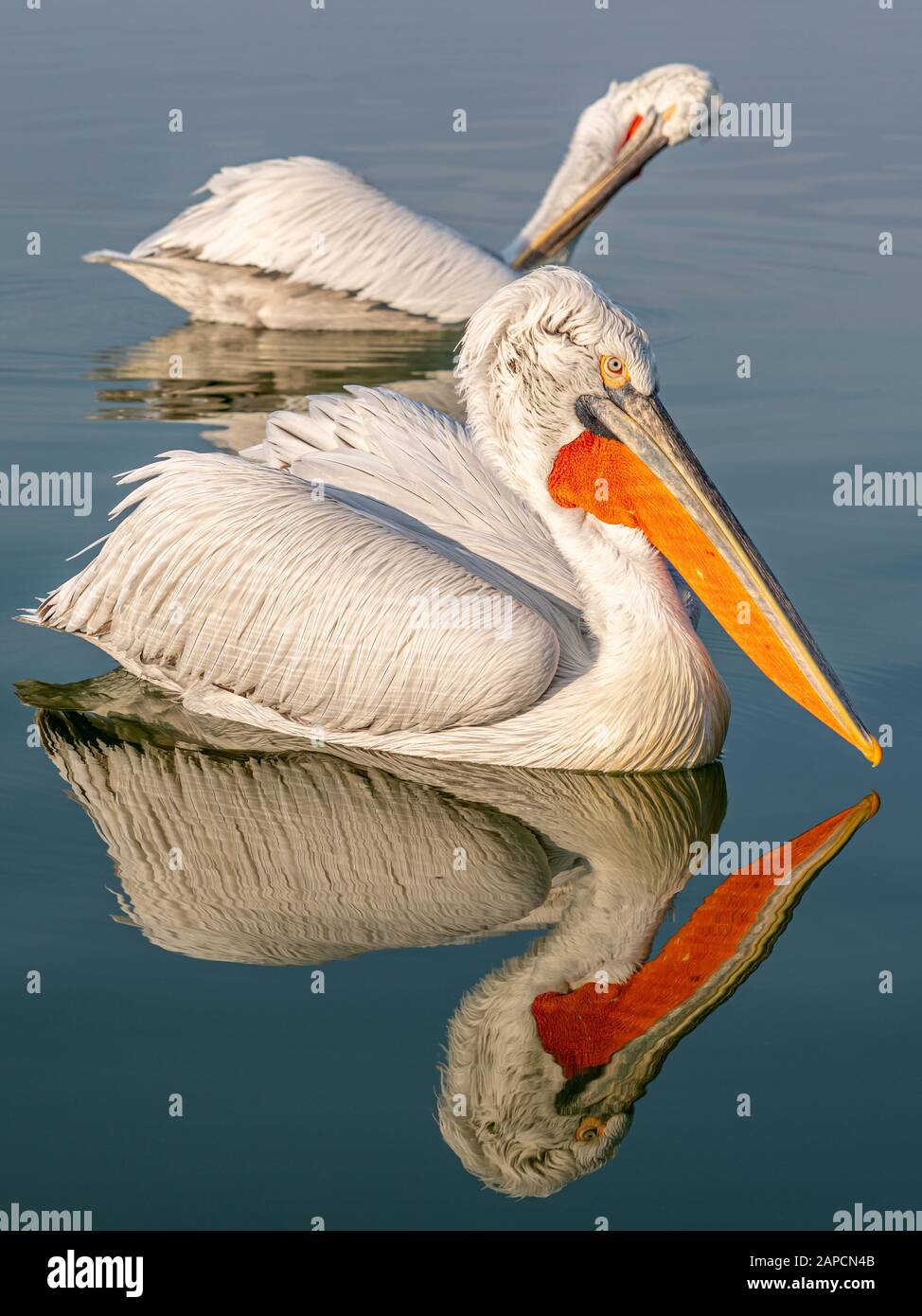 Dalmatian Pelican group on Lake Kerkini Stock Photo - Alamy