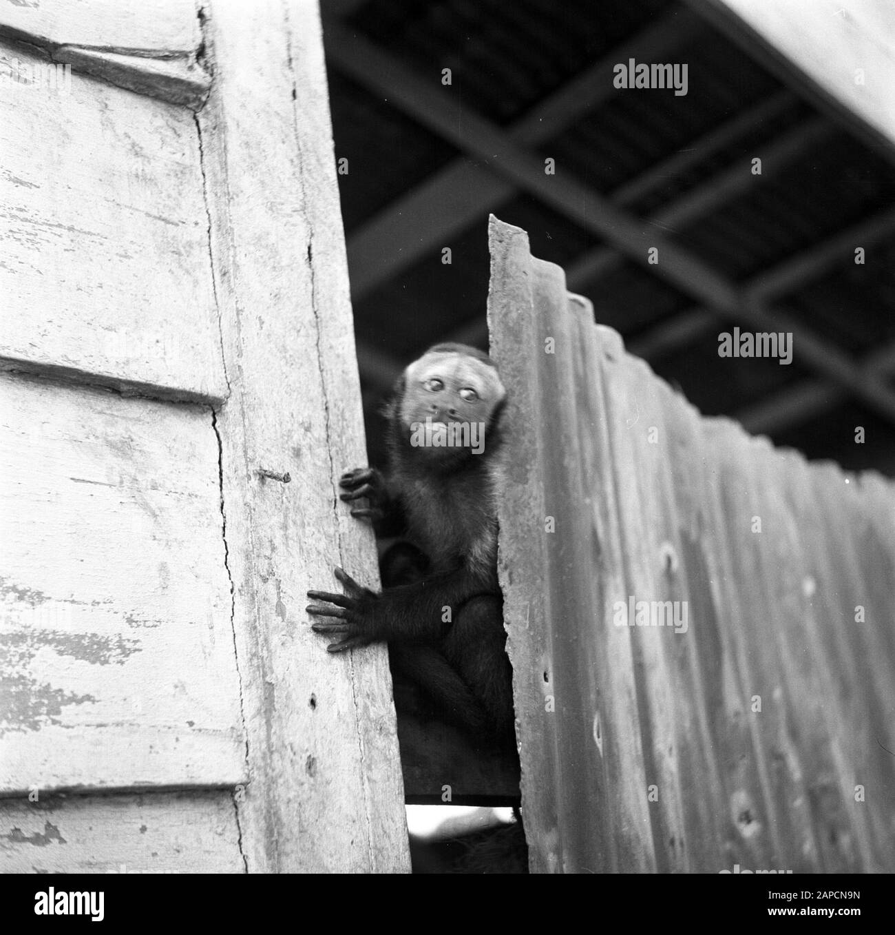 Travel to Suriname and the Netherlands Antilles Description: Monkey ...