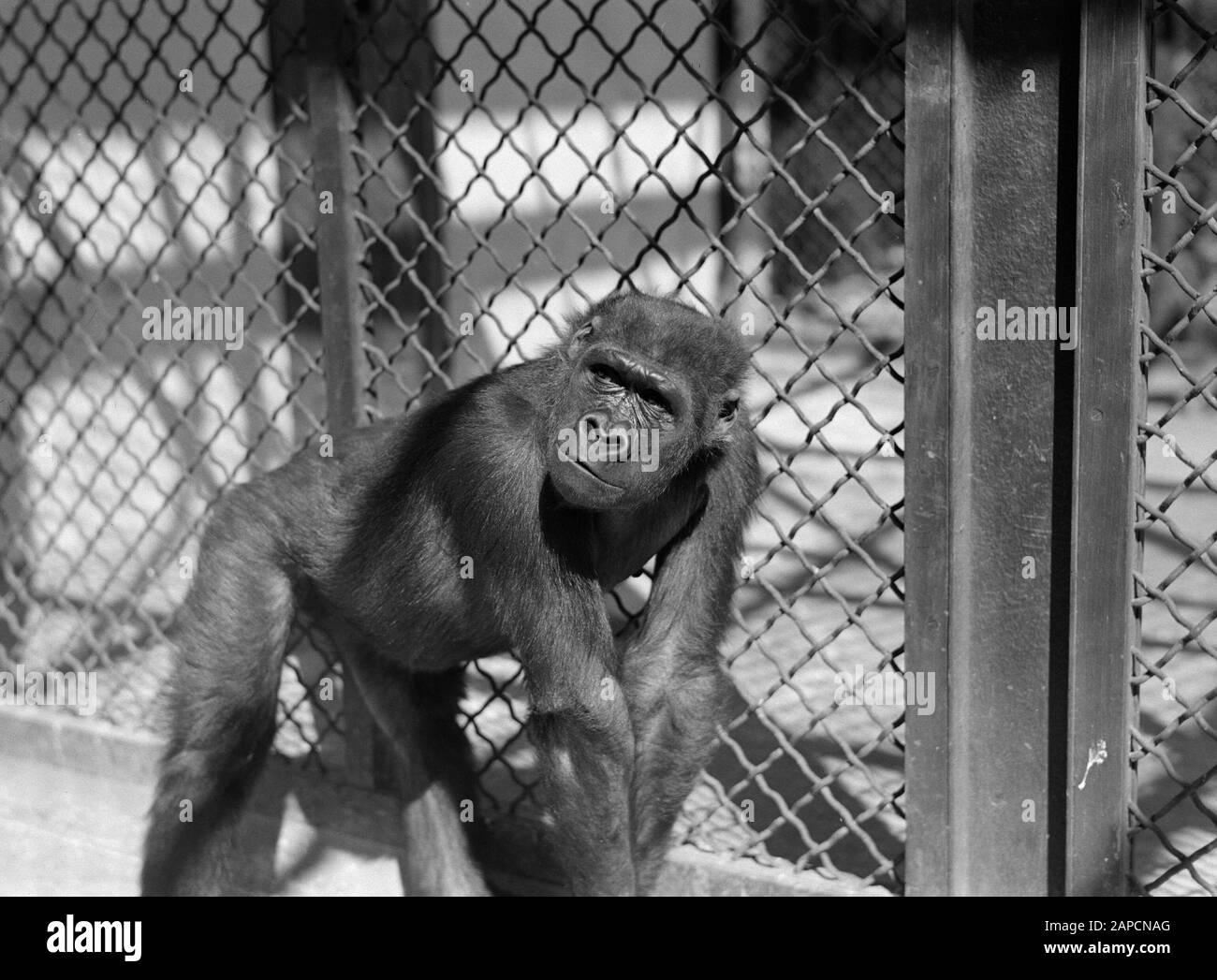 Monkey displays hi-res stock photography and images - Alamy
