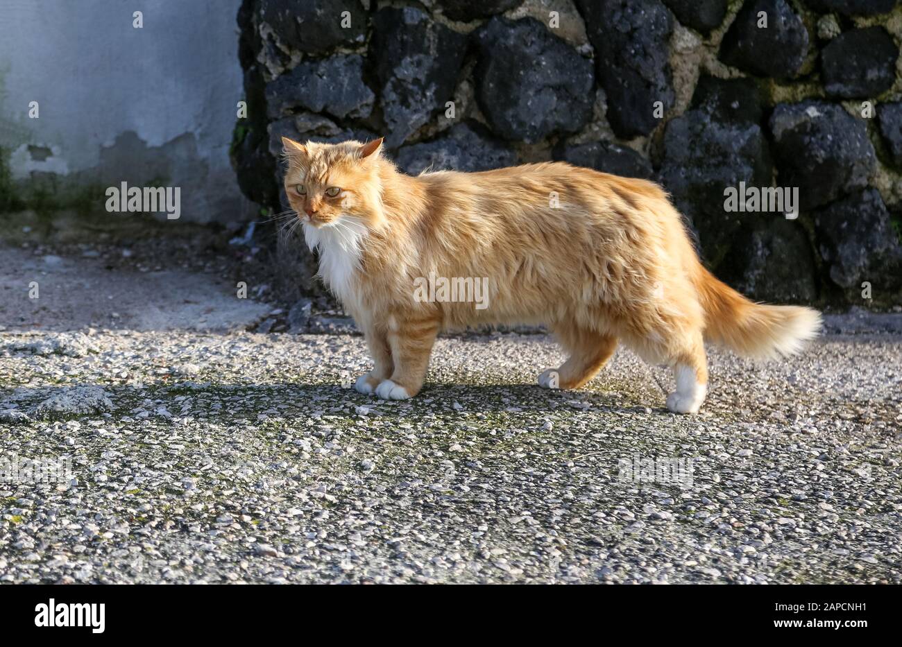The beautiful Maine Coon cat was not bothered by anything Stock Photo ...