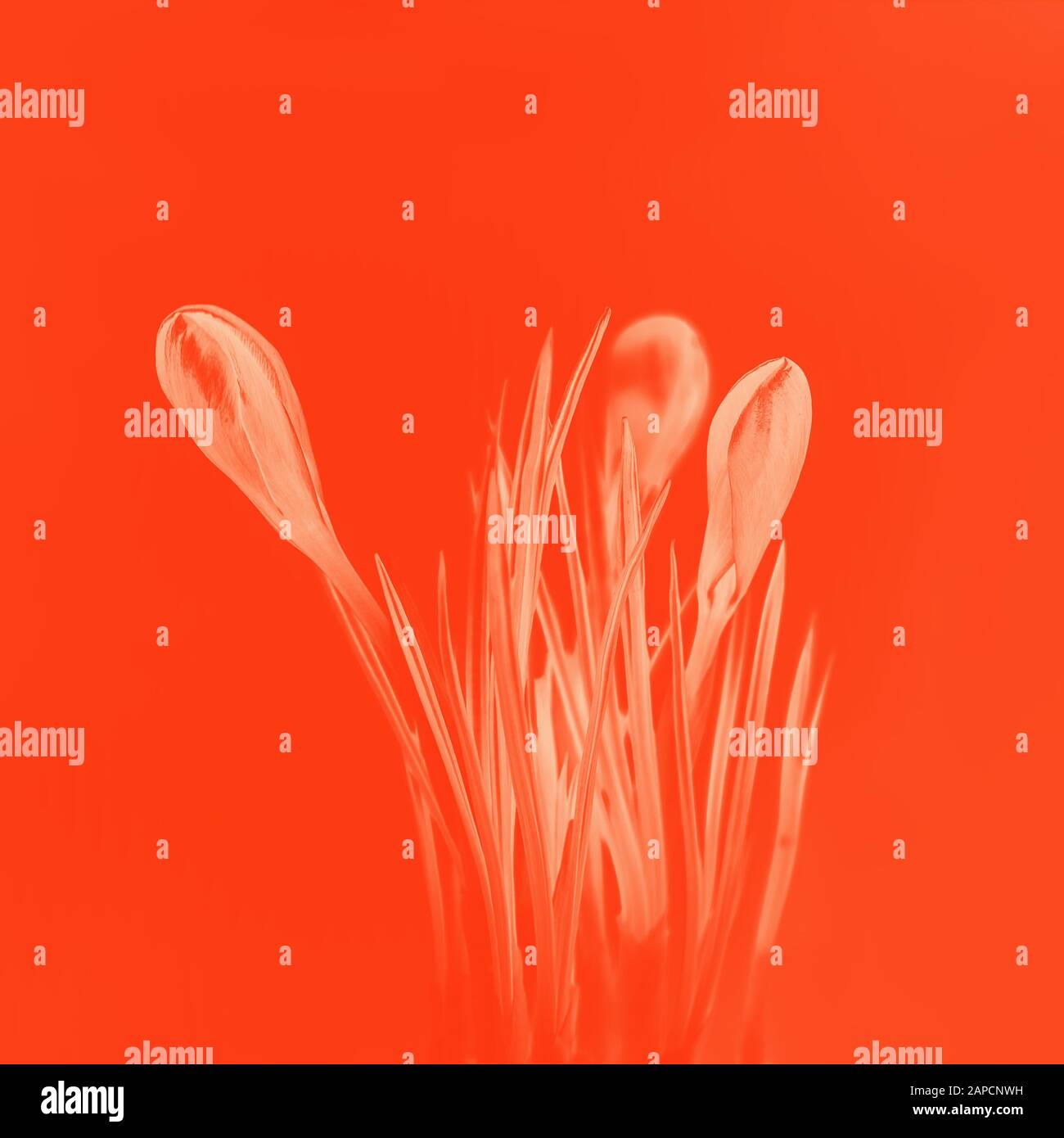Lush lava gradient color abstract background with crocuses flowers ...