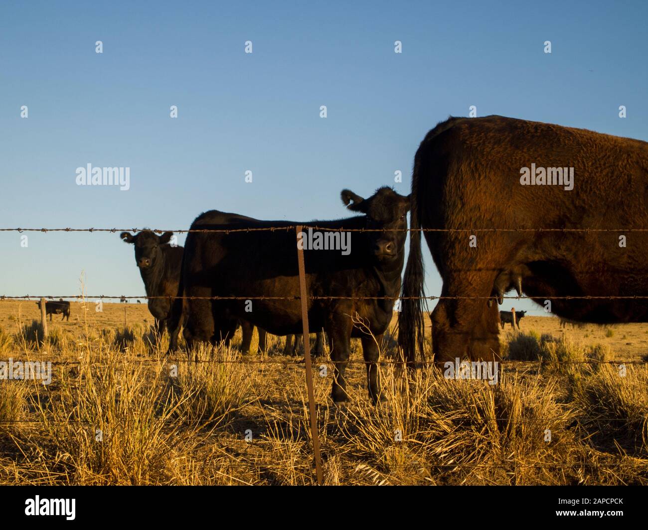 Argentinian beef hi-res stock photography and images - Alamy