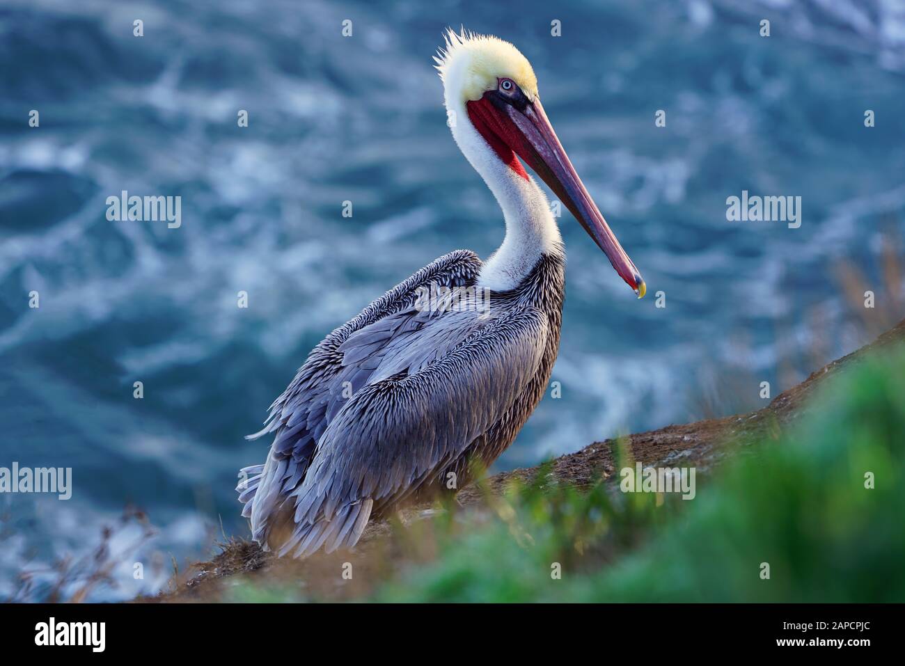 View of wild brown California pelicans (Pelecanus occidentalis ...