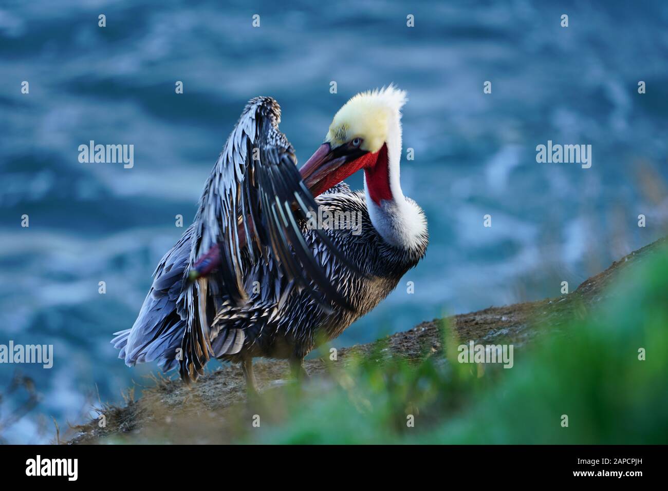 View of wild brown California pelicans (Pelecanus occidentalis ...