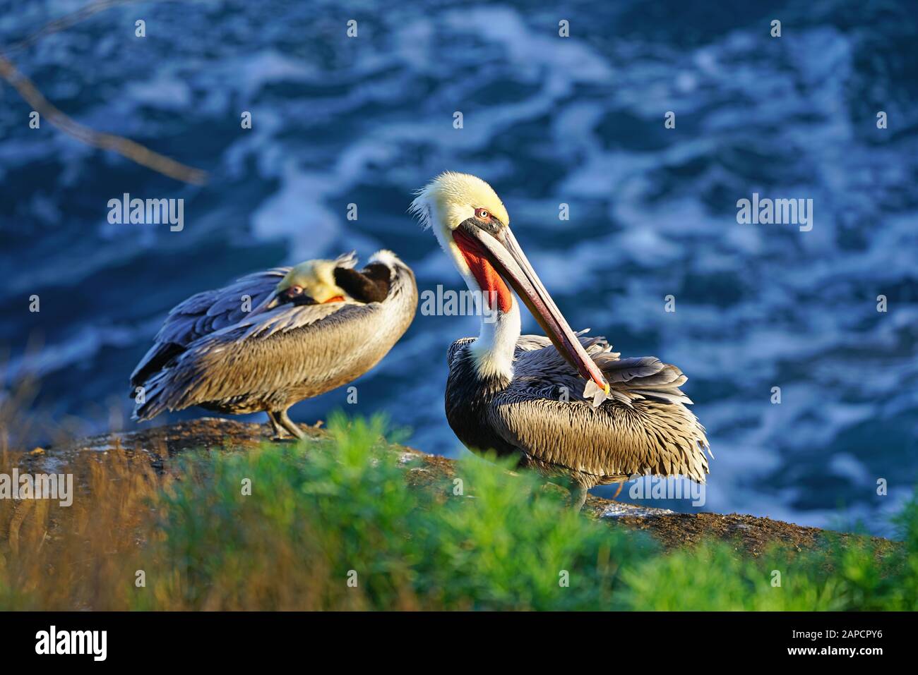 View of wild brown California pelicans (Pelecanus occidentalis ...