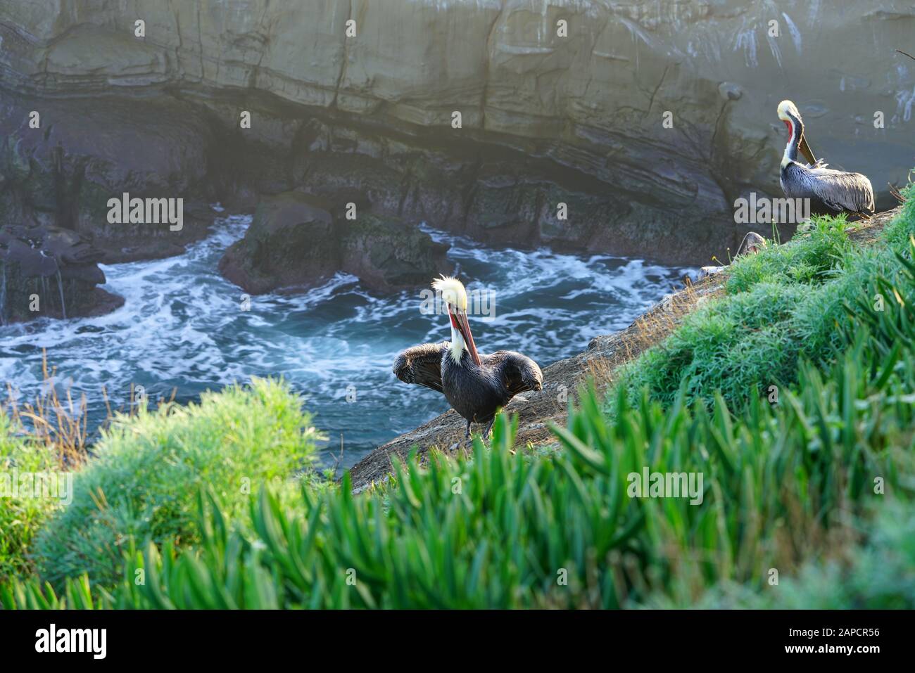 View of wild brown California pelicans (Pelecanus occidentalis ...