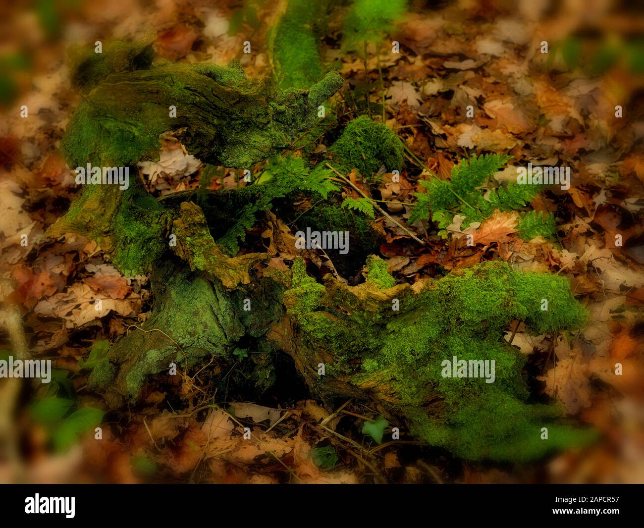 Moss covered log on autumn leaves on a Surrey woodland floor, England ...