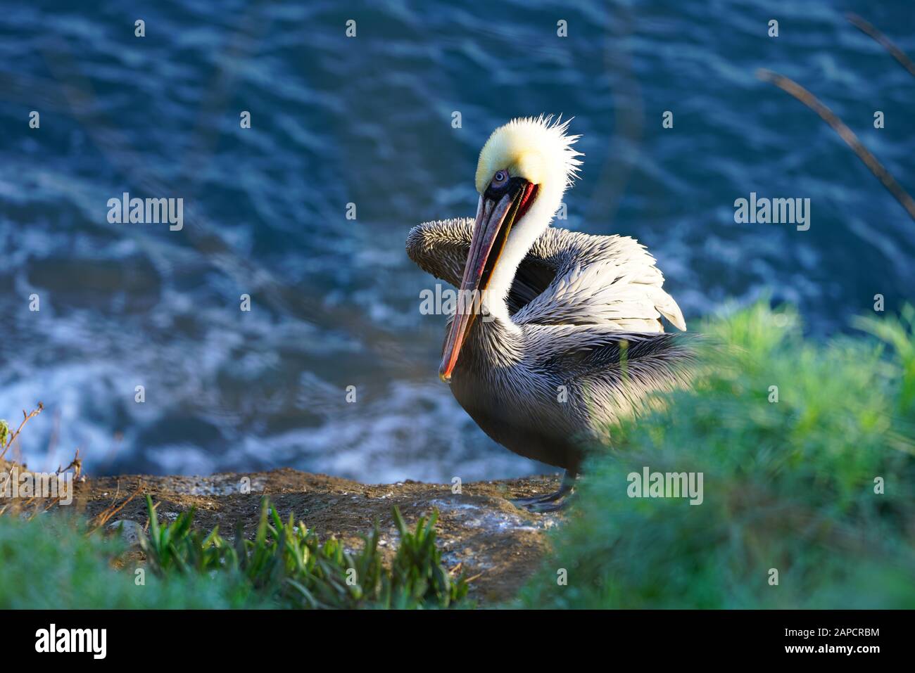 View of wild brown California pelicans (Pelecanus occidentalis ...