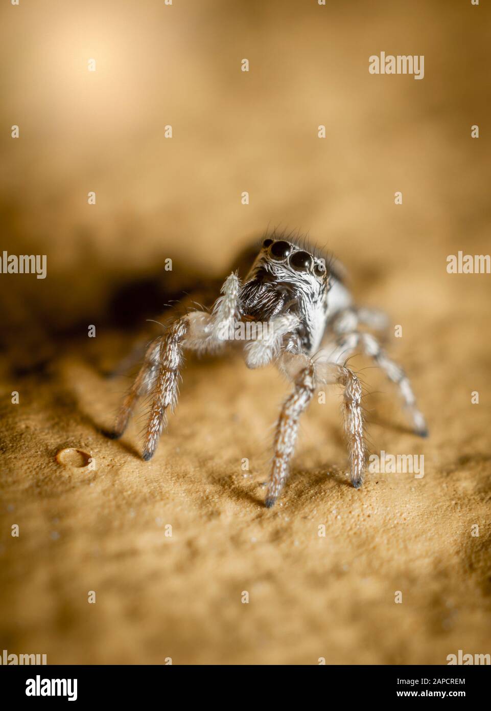 Portrait of a jumping spider Stock Photo - Alamy