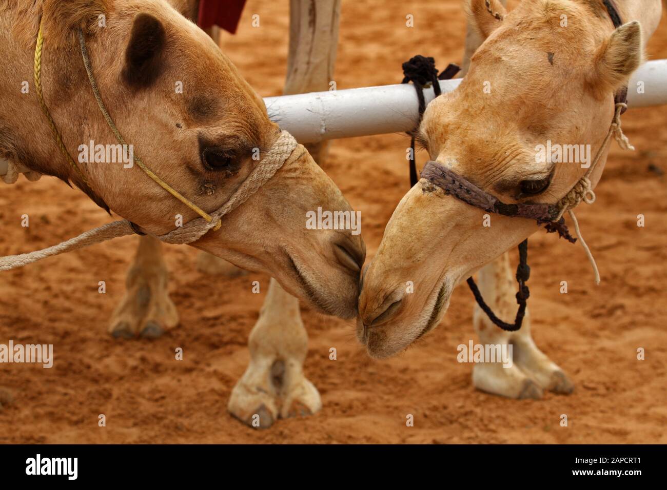 Camel desert race hi-res stock photography and images - Alamy