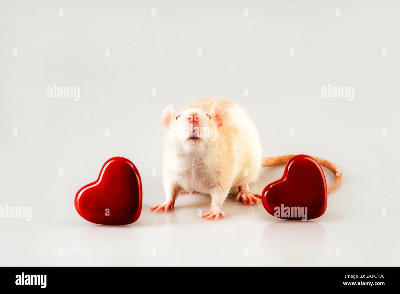 Poster rat hi-res stock photography and images - Alamy