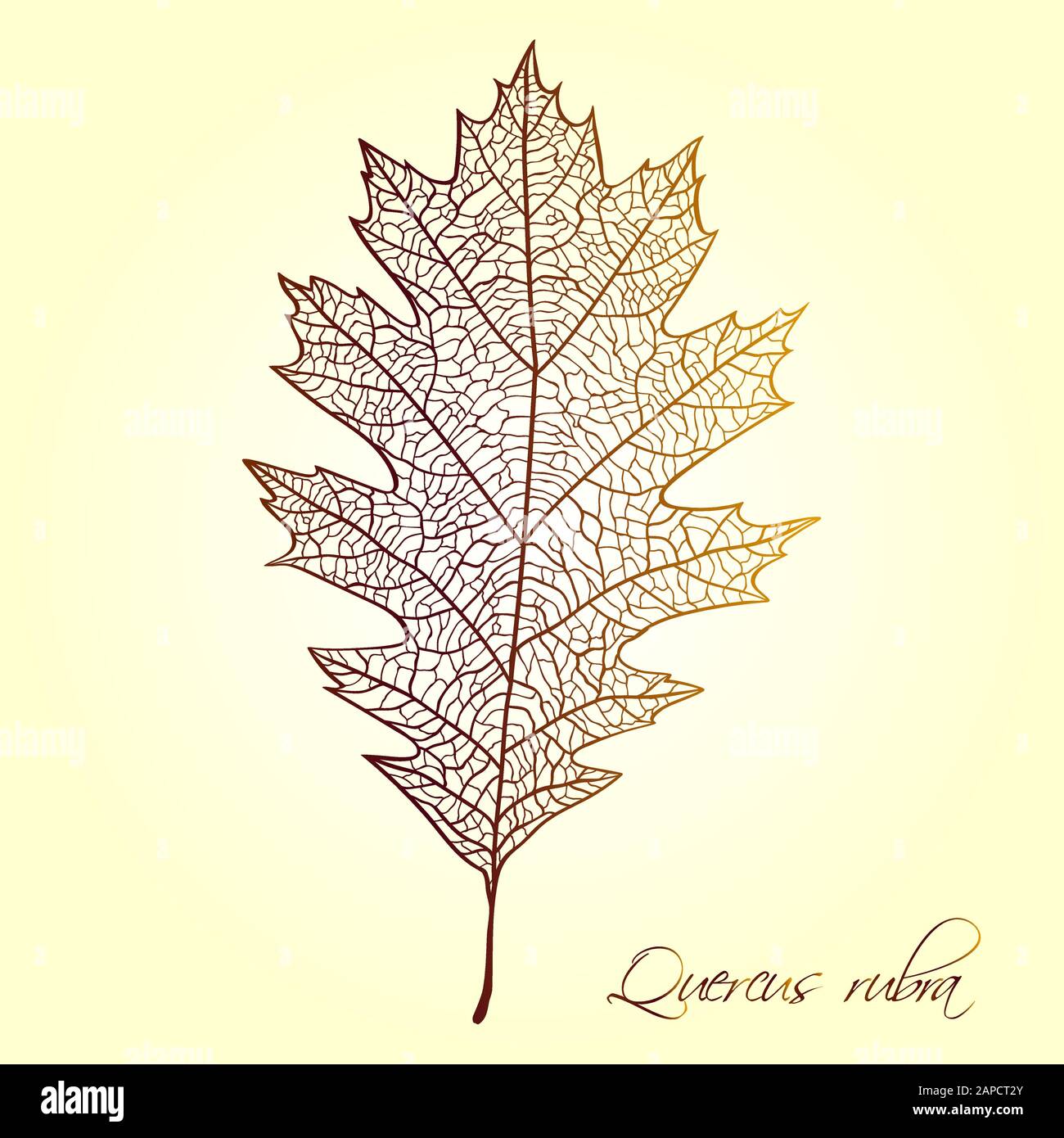 Fall quercus rubra Stock Vector Images - Alamy