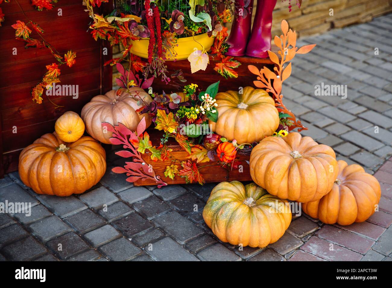Bunch of cute pumpkins. Beautiful and cute pumpkins Stock Photo - Alamy
