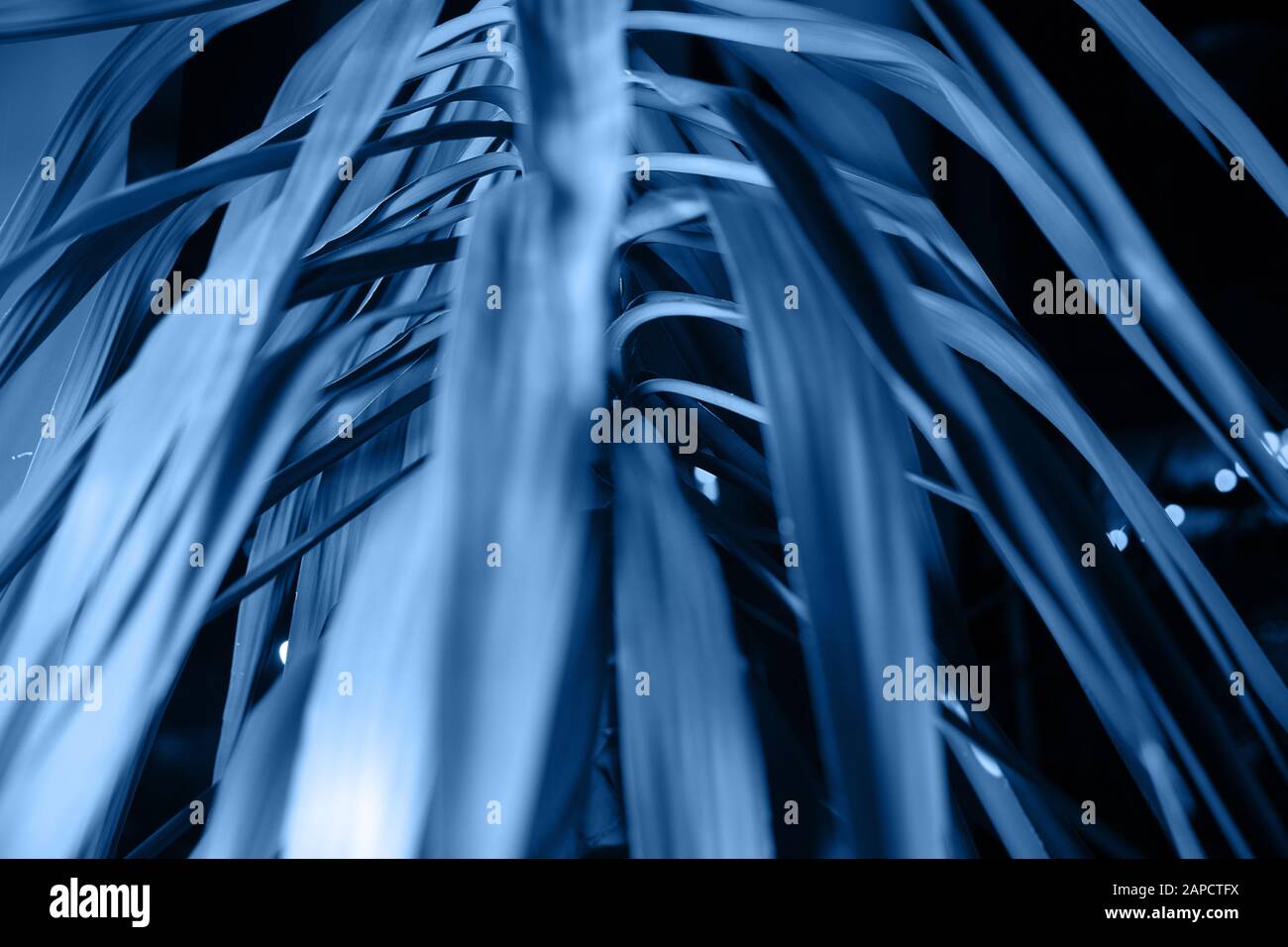 Dracaena plant in a blue color.The main color of the Year 2020 Stock ...