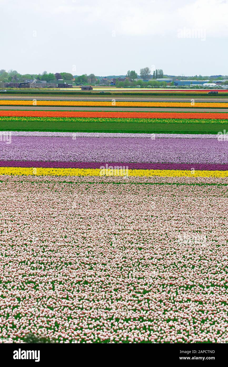 Dutch agricultural landscape tulip fields hi-res stock photography and ...