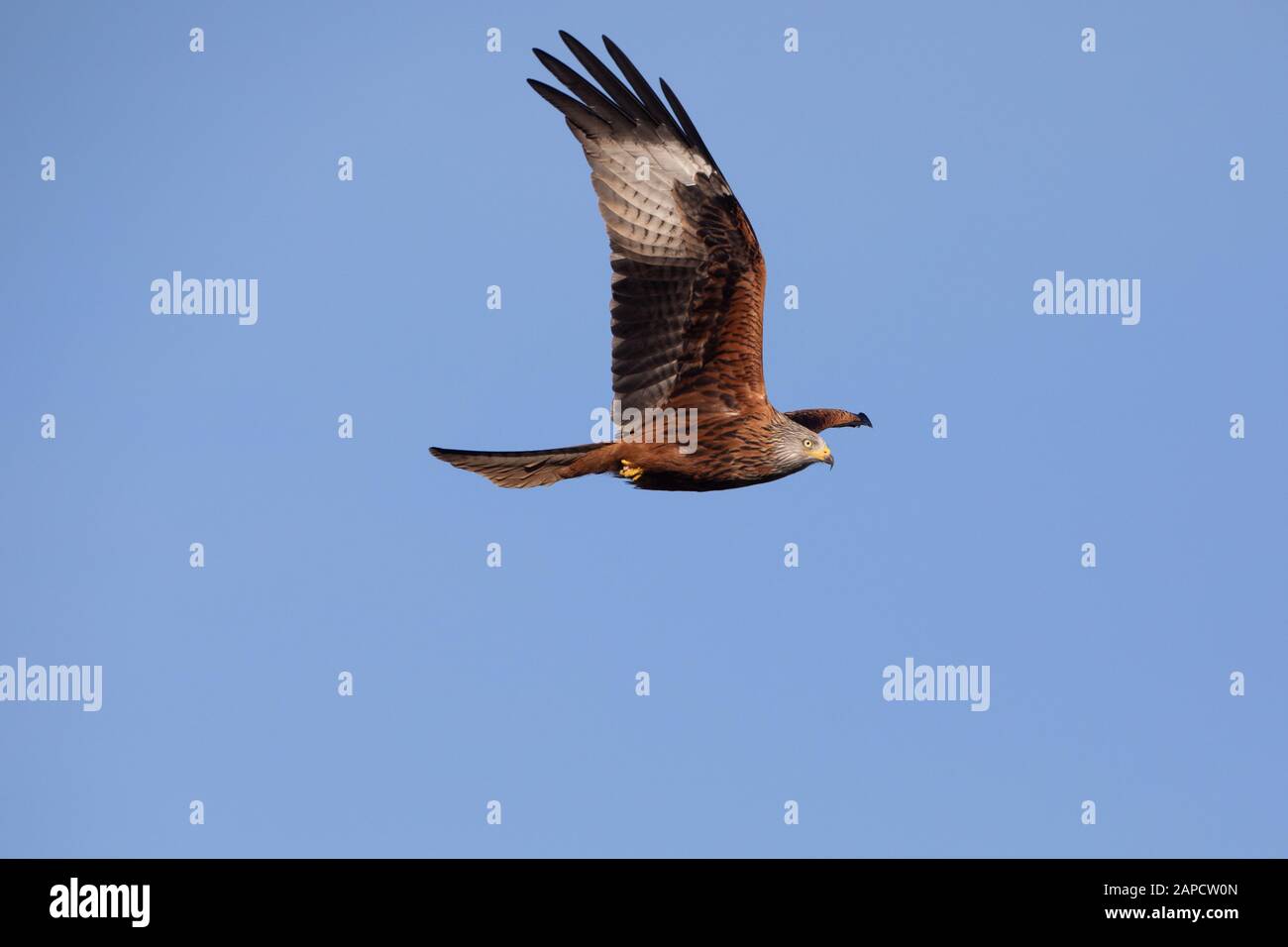 Red kite underwing hi-res stock photography and images - Alamy