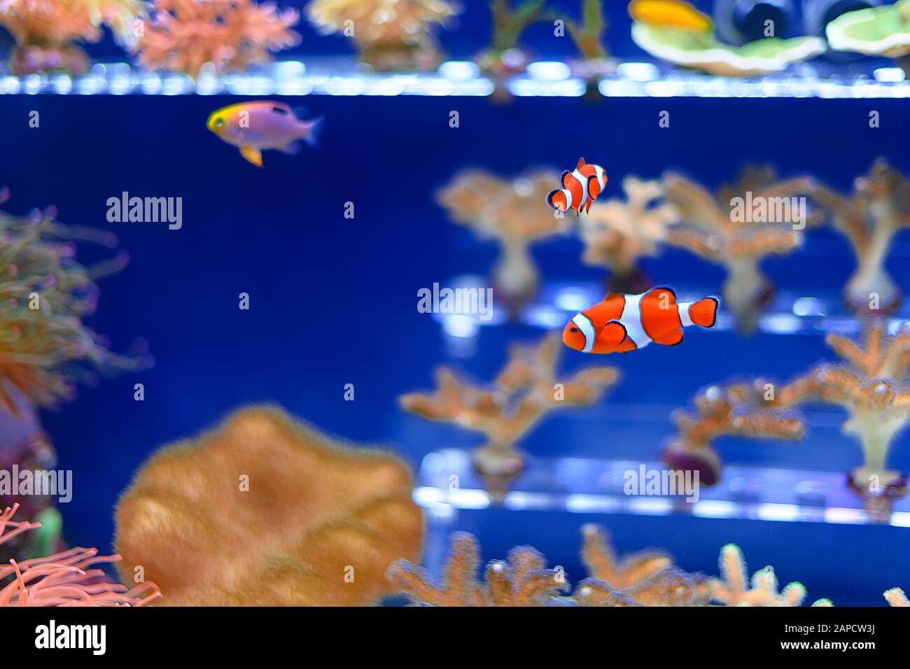 Clown fish swim in aquarium hi-res stock photography and images - Alamy