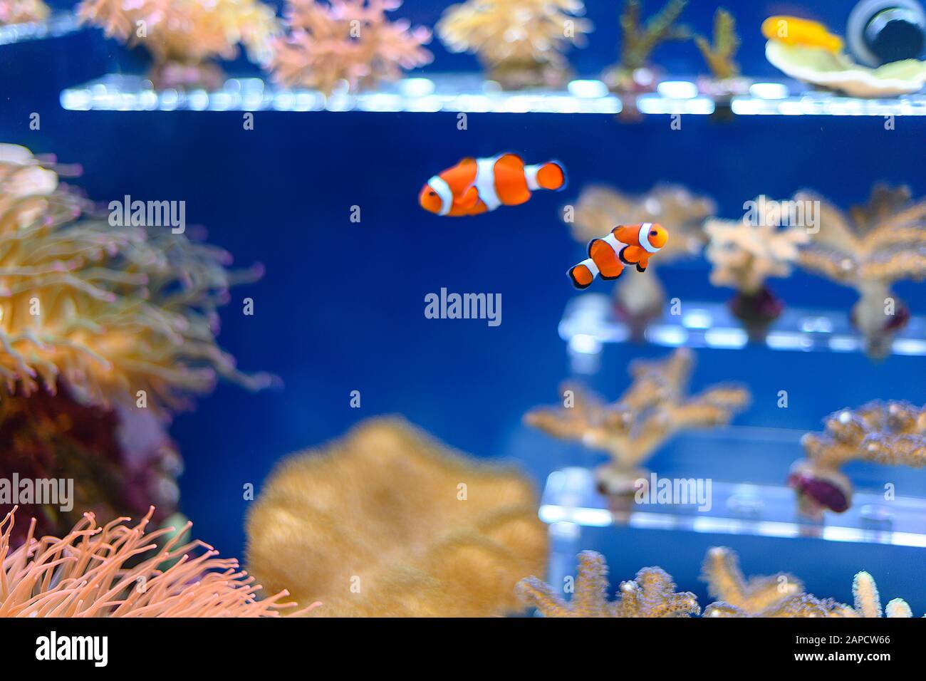 clown fish in the aquarium Stock Photo - Alamy
