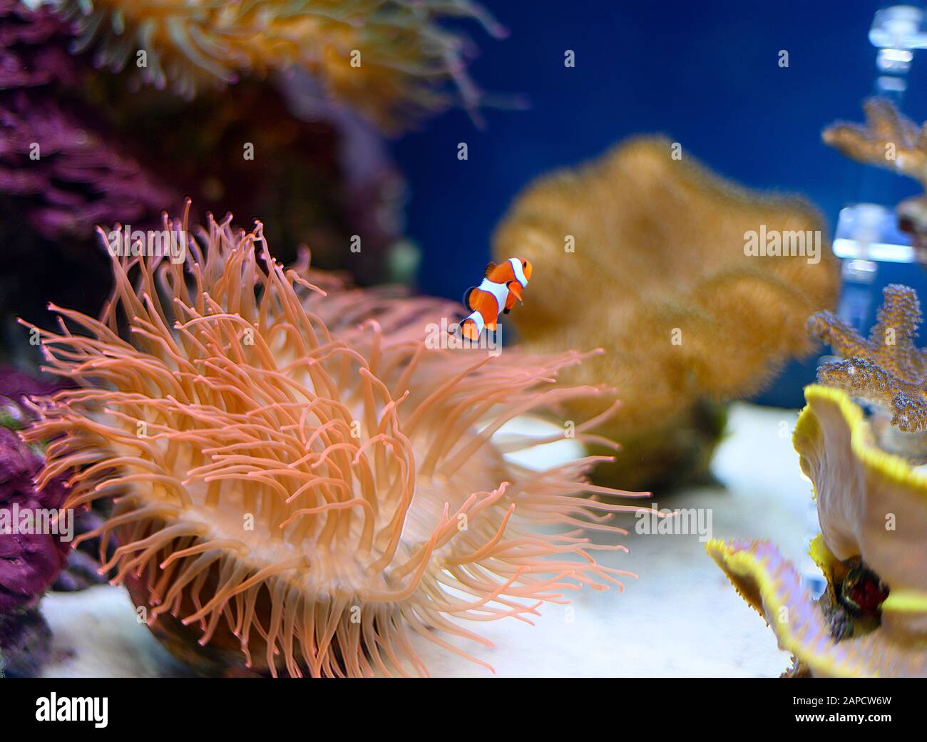 Clown fish swim in aquarium hi-res stock photography and images - Alamy