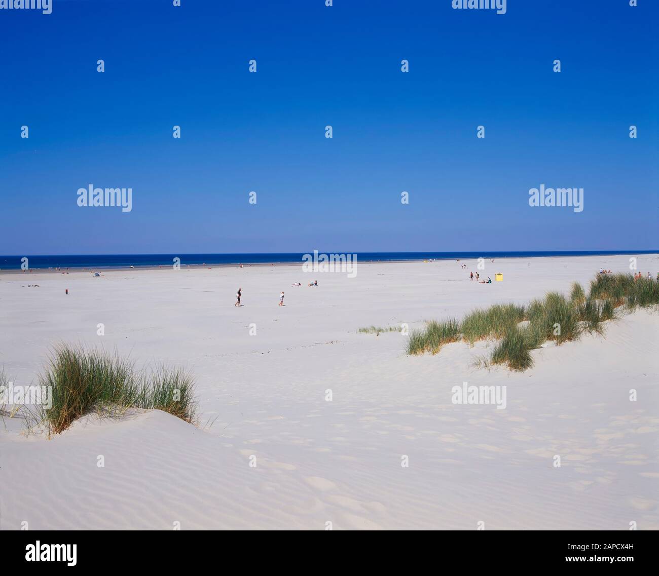 Dunes and beach, Texel Island, North Sea, Netherlands, Europe Stock ...
