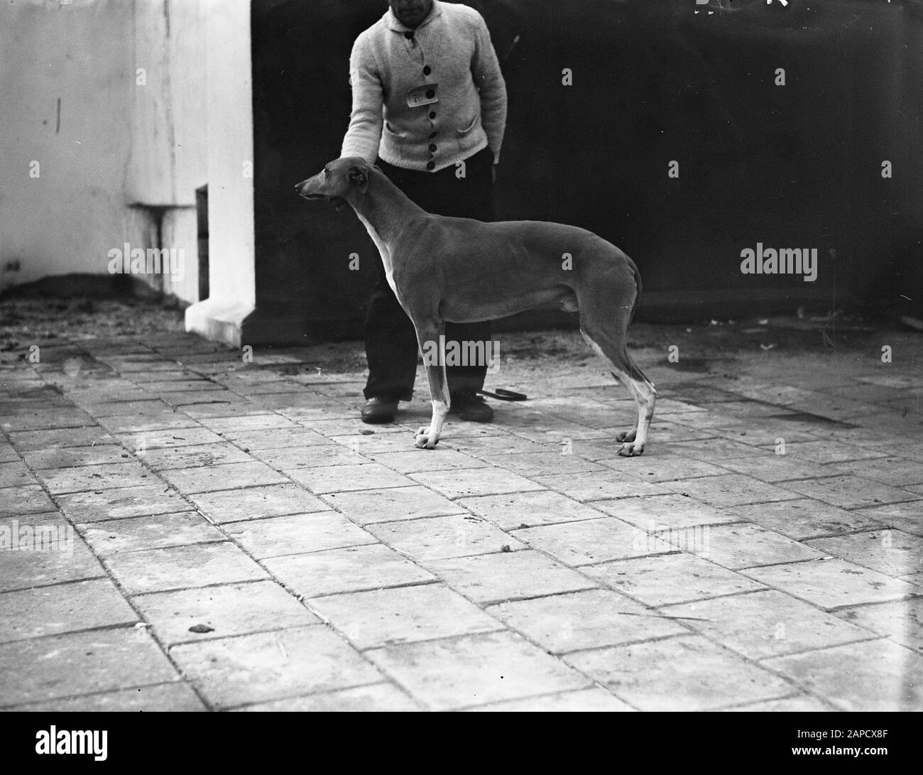 Prize winning greyhound dog hi-res stock photography and images - Alamy