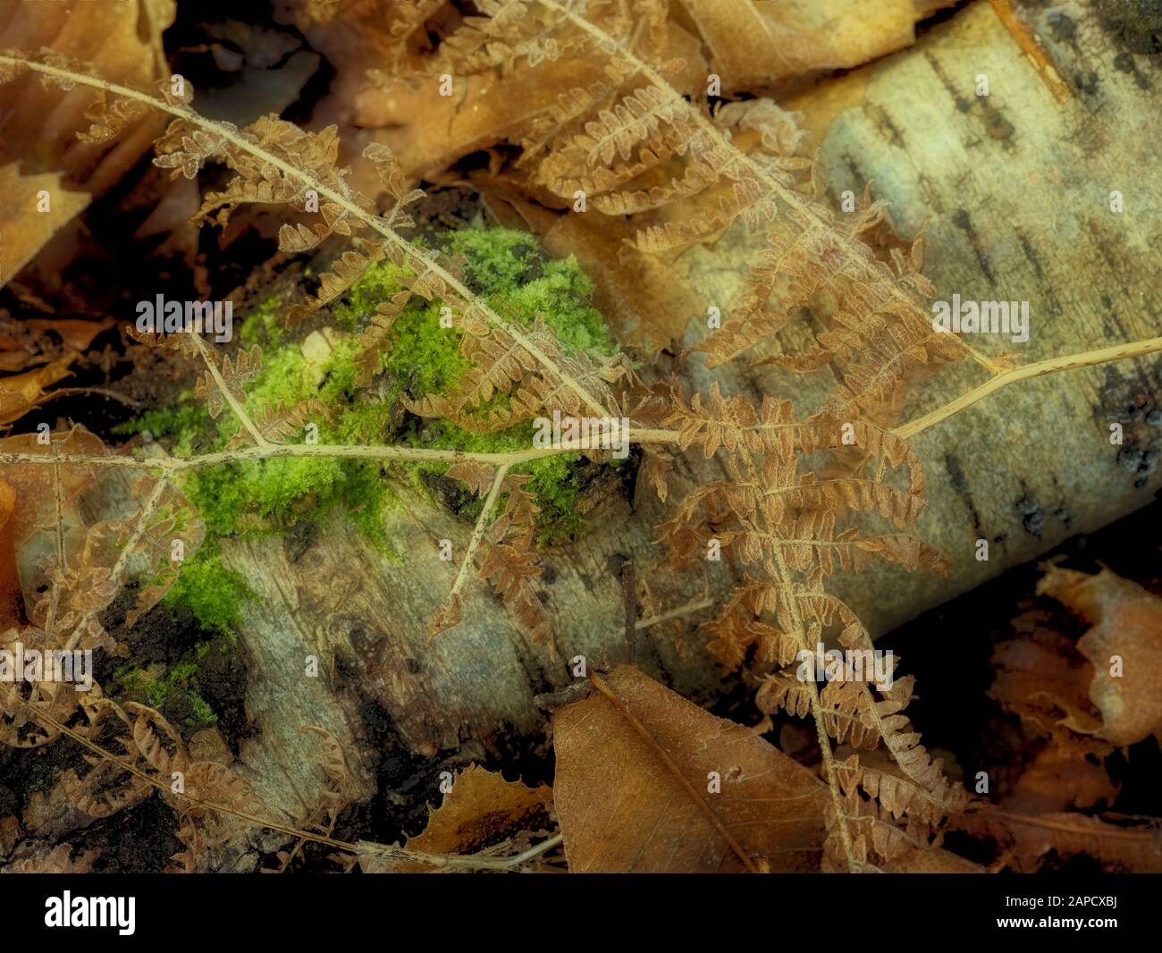 Dying fern fronze and section of tree on forest floor during winter in ...
