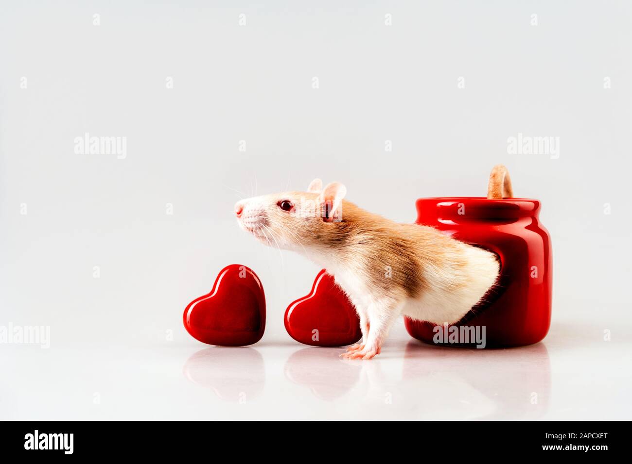 Rat heart hi-res stock photography and images - Alamy